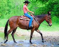 Very Broke Professionally Trained Bay Molly Mule, Reining, Ranch, Trail