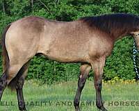 2024 Buckskin Colt
