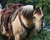 Wilson - Solid Ranch & Roping Horse 7 Yr Old Buckskin Quarter Horse Gelding