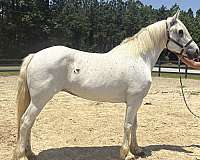 Grey Crossbred Mare