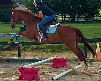 OTTB Gelding