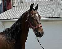 Lightning the Morgan