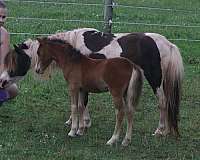 Beautiful AMHA/AMHR Bay Overo Filly