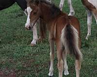 Beautiful AMHA/AMHR Bay Overo Filly