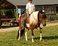 Waylon - Amazing Ranch/Rodeo Pony 10 Yr Old Paint Pony Gelding!