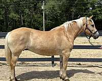 Blonde Haflinger Mare