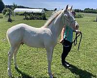 Connemara X Quarter Horse Colt