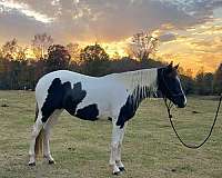 Horse for Sale: Black & White Paint Mare