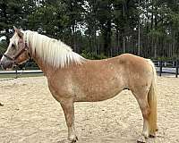 Bombproof Haflinger Mare