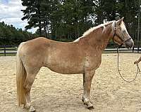 Bombproof Haflinger Mare