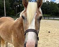 Bombproof Haflinger Mare