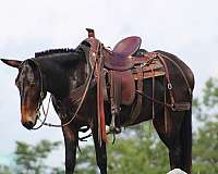 Cool, Quiet, and Gentle 4 Yr Old Bay Mule Gelding!