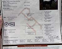 Raffle - Seasoned Ranch Versatility Horse 10 yo Black APHA Mare!