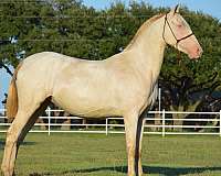 Stunning ANCCE Mare Infoal