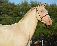 Stunning ANCCE Mare Infoal