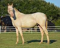 Stunning ANCCE Mare Infoal