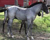 Blue Roan Son of Cat Smart Boonsmal