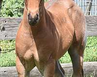 Super Pretty Roan Colt