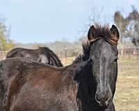 Gypsian Colt