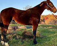 Real Pride - Standardbred Mare