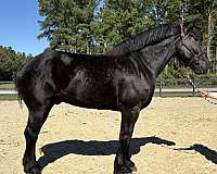 Big Percheron Gelding