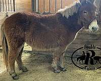 Mini Molly Mule