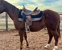 Roping,Reining, Cutting Metallic Cat Gelding