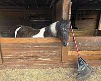 Tennessee Walking Horse Stallion