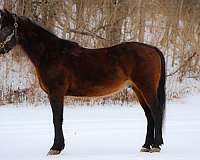 Family Friendly Gentle Dark Bay Morgan QH Cross Gelding, Youth Ridden