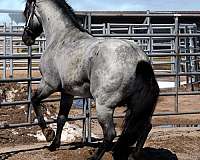 Homozygous Blue Roan, Black , Blue Roan Stallion