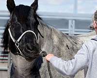 Homozygous Blue Roan, Black , Blue Roan Stallion