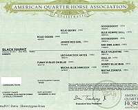 Homozygous Blue Roan, Black , Blue Roan Stallion