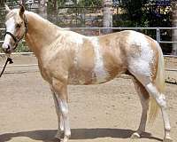 Rare Colored Thoroughbred Stallion at Stud in Sage, CA