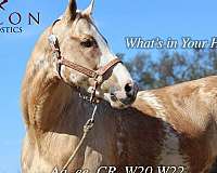 Rare Colored Thoroughbred Stallion at Stud in Sage, CA