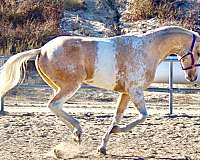 Rare Colored Thoroughbred Stallion at Stud in Sage, CA