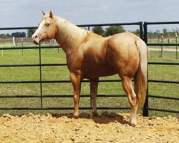Palomino Quarter Horse Stallion