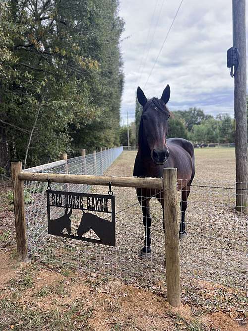 Red Horse Ranch Performance Horses on EquineNow
