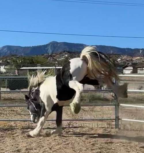 Gold Rush Farms Gypsy Vanners on EquineNow