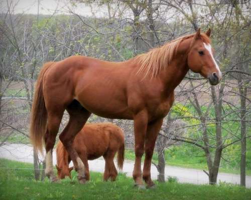 Colemans Quarabs on EquineNow