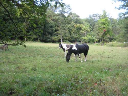 Hidden Acres III Farm on EquineNow