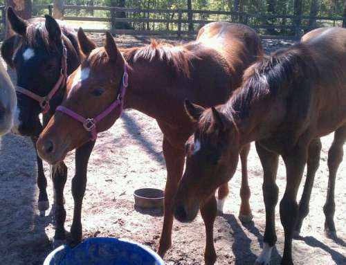 Magnolia Forest Stables on EquineNow