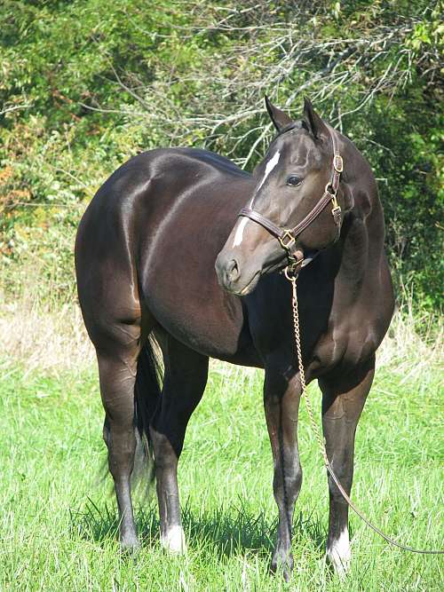 Let 'em Lope Performance Horses on EquineNow