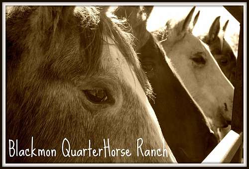 Roger Blackmon Quarter Horses on EquineNow