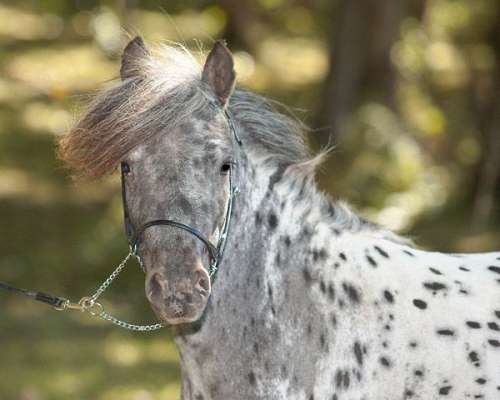 Spotted Dreams Miniature Horse Farm on EquineNow