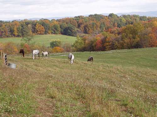 Cross Winds Farm on EquineNow