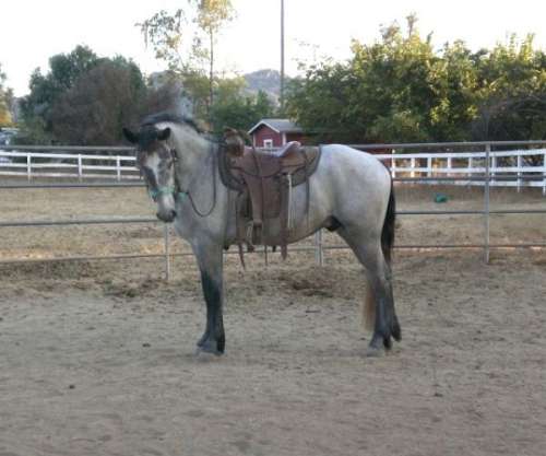 Draft Ponies on EquineNow