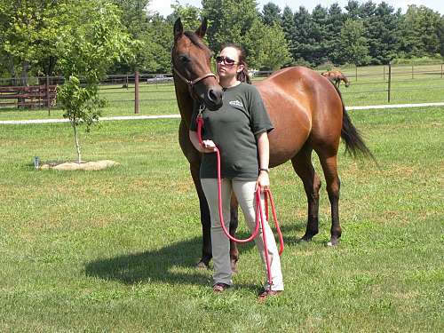 Stable Assistant on EquineNow