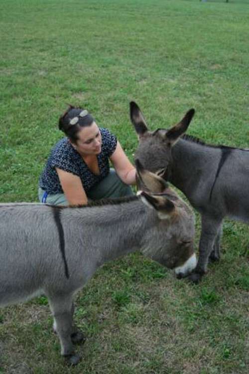 Copper Star Farm Miniature Donkeys on EquineNow