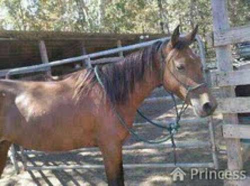 AJ Farms on EquineNow