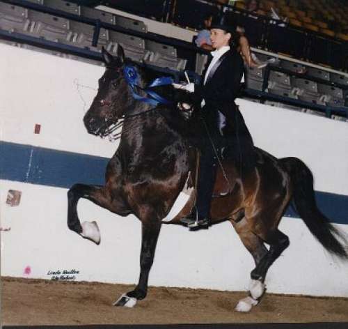 Weber Training Stables on EquineNow